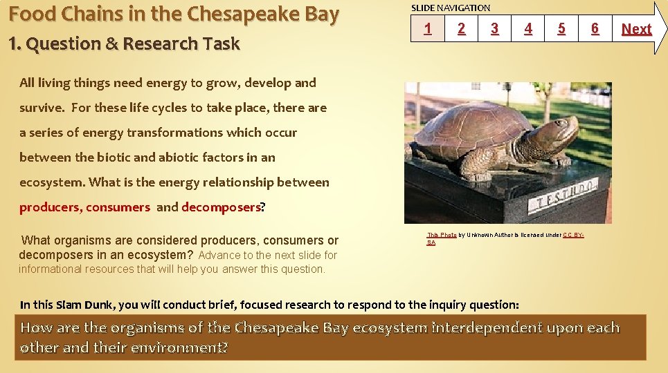 Food Chains in the Chesapeake Bay 1 Question