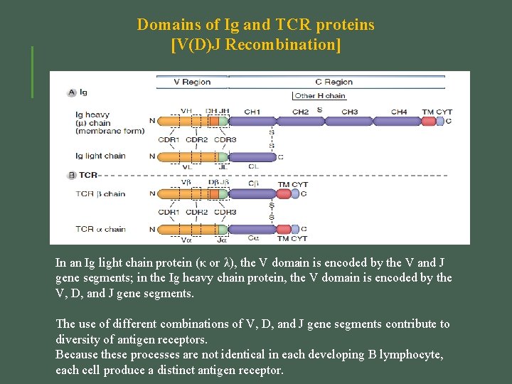 Chapter 8 Lymphocyte Development and Antigen Receptor Gene