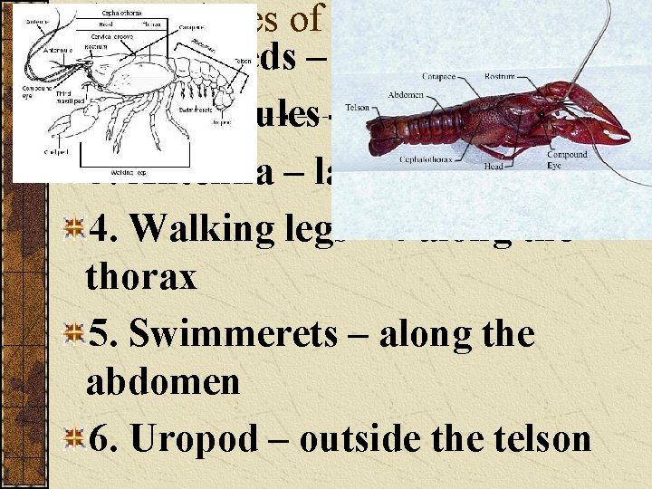 Ch 36 Arthropods Phylum Arthropoda Means jointed legs