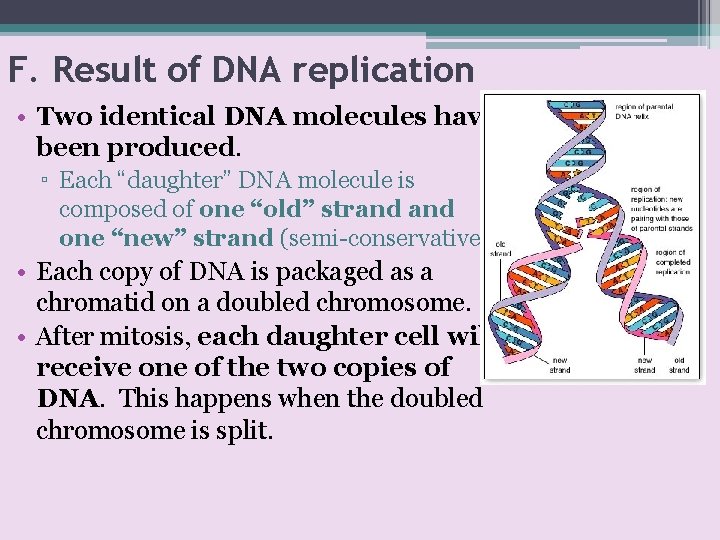Welcome Back Vocabulary Do Now Chromosomes strands of