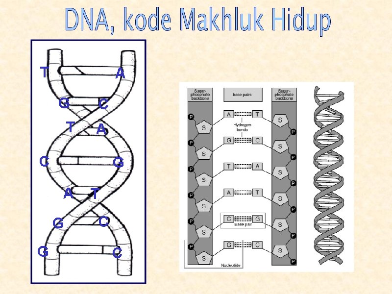 Praktikum Isolasi DNA di SMA sumber dari Dr