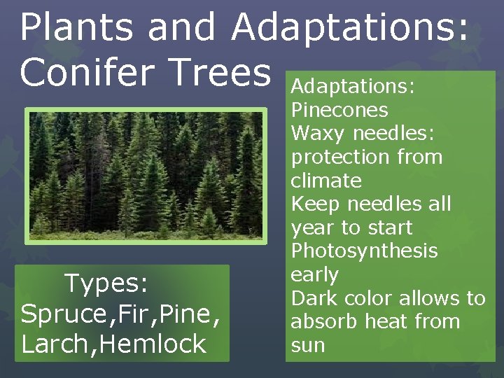 Taiga Tyler Ziegler Hannah Binder Ariella Zelicovich Location