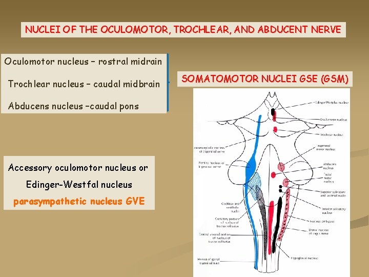 OCULOMOTOR TROCHLEAR ABDUCENS AND FACIAL NERVE Dr Gallatz