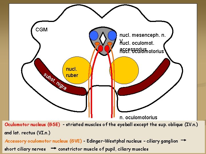 OCULOMOTOR TROCHLEAR ABDUCENS AND FACIAL NERVE Dr Gallatz