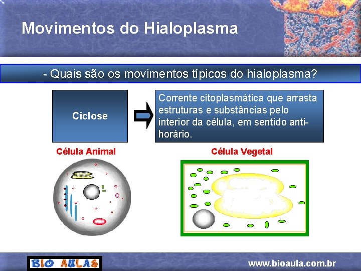 Citoplasma www bioaula com br Citoplasma O maior