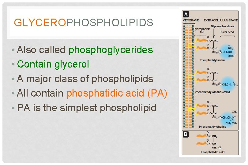 RESPIRATORY BLOCK PHOSPHOLIPIDS OF CLINICAL SIGNIFICANCE OBJECTIVES By