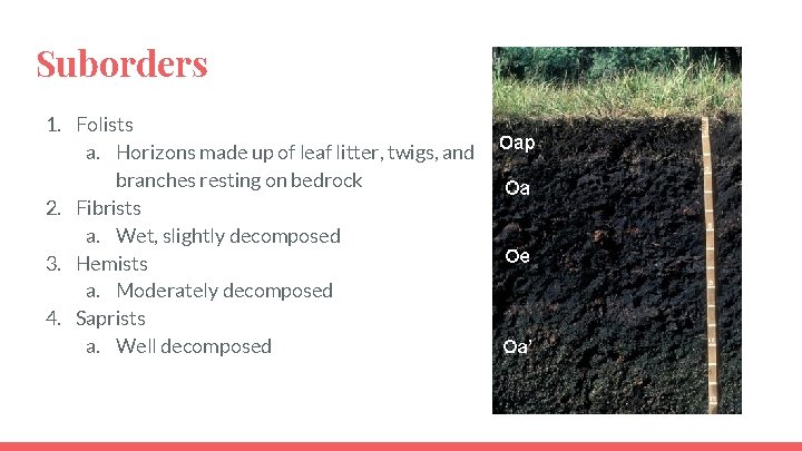 Histosols Molly Mc Keen Background From Greek word