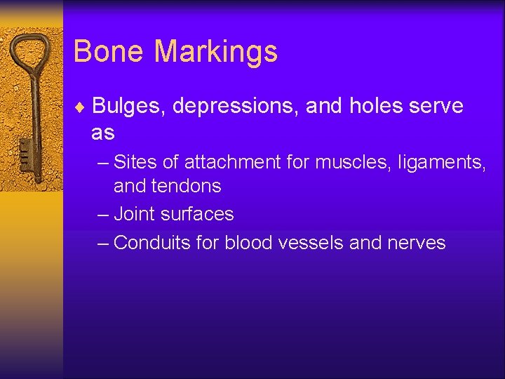 Bone Tissue Bone Markings Bulges depressions and holes