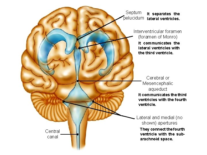Lab 12 Ventricles CSF and Cranial Nerves The