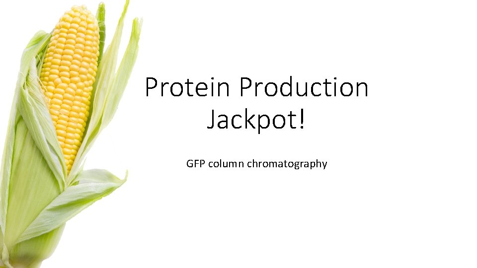 Protein Production Jackpot GFP column chromatography Post p