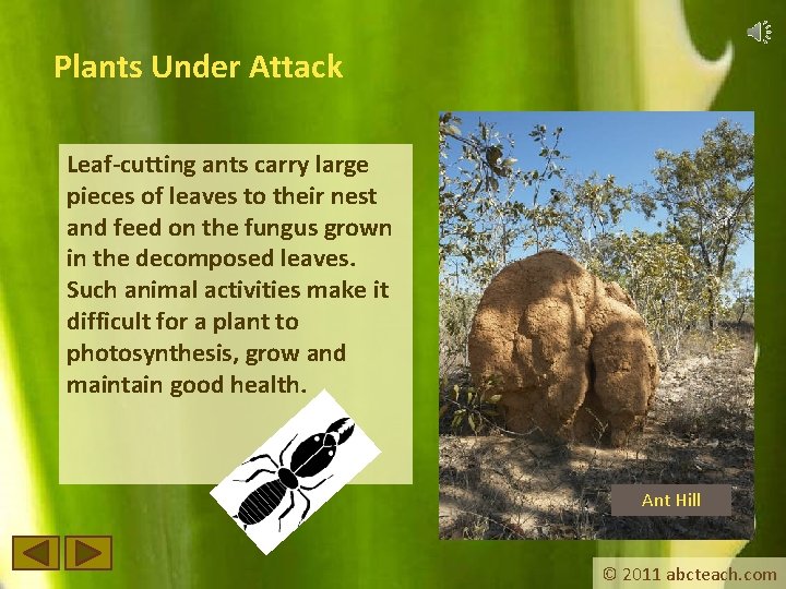 The Plant Kingdom Plant Defenses Against Animal Attack