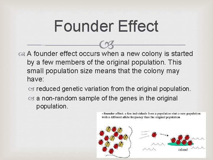 Genetic Drift and Gene Flow Warmup Questions A