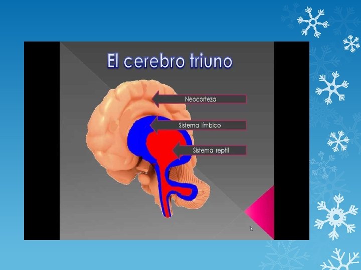 EL CEREBRO CEREBRUM Mariluz Restrepo Morales Maestra en