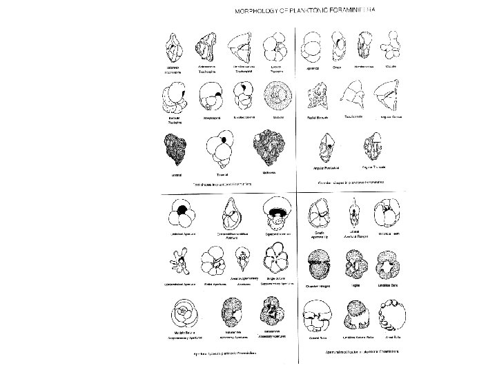 Foraminifera Marcelle Bou DagherFadel HOW TO RECOGNIZE A
