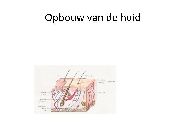 Huid anatomie en fysiologie Leerdoelen Anatomie van de