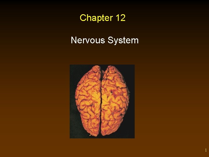 Chapter 12 Nervous System 1 Outline Nervous Tissue