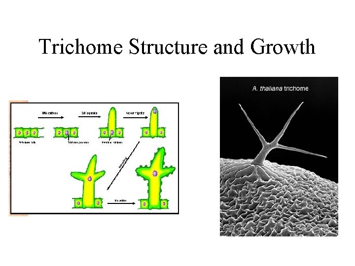 Plant Taxonomy Basics of Characters A taxonomic character