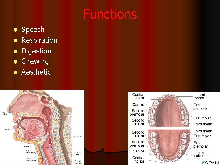 DENTAL ANATOMY BY DR MANISHA MISHRA Oral Cavity