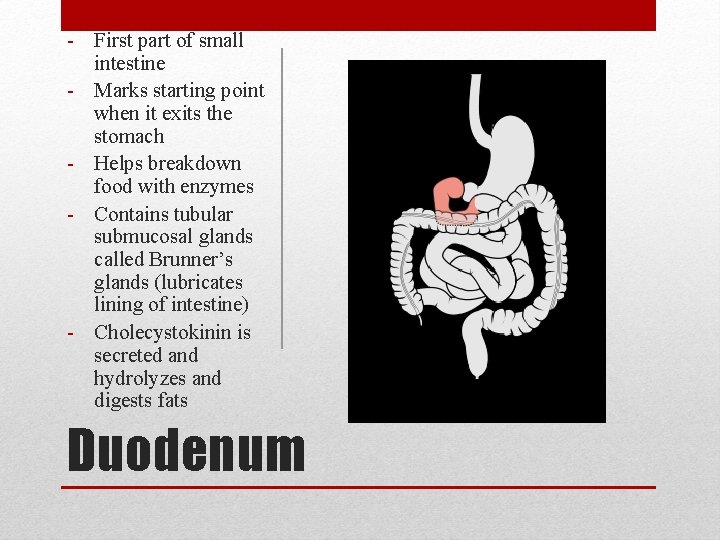 Digestive System Kara Robbins Food processing ingestion digestion