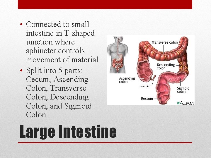 Digestive System Kara Robbins Food processing ingestion digestion