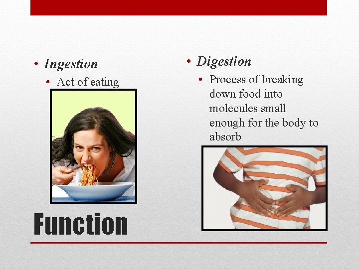 Digestive System Kara Robbins Food processing ingestion digestion