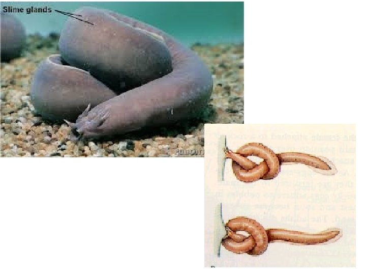 Living Agnathans Lamprey Dissections Agnathans The vertebrate story