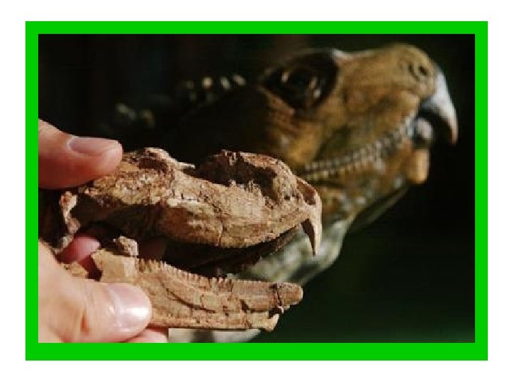 SUPER CROC and A VERY OLD FISH VOCABULARY