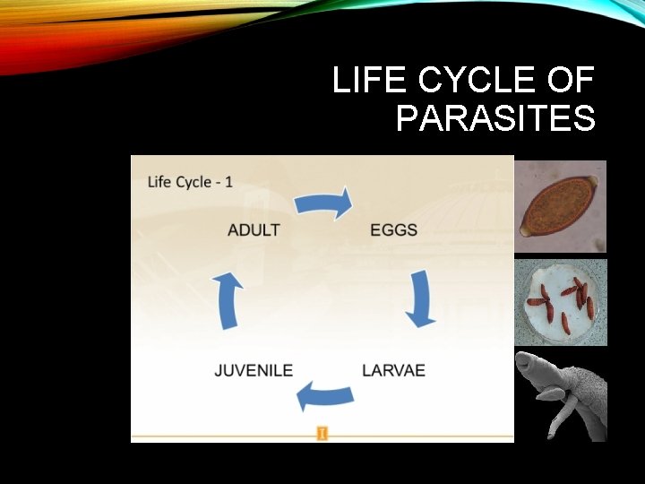 PARASITES VOCABULARY Medical parasitology the study and medical