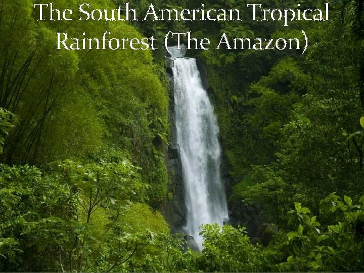 The South American Tropical Rainforest The Amazon The