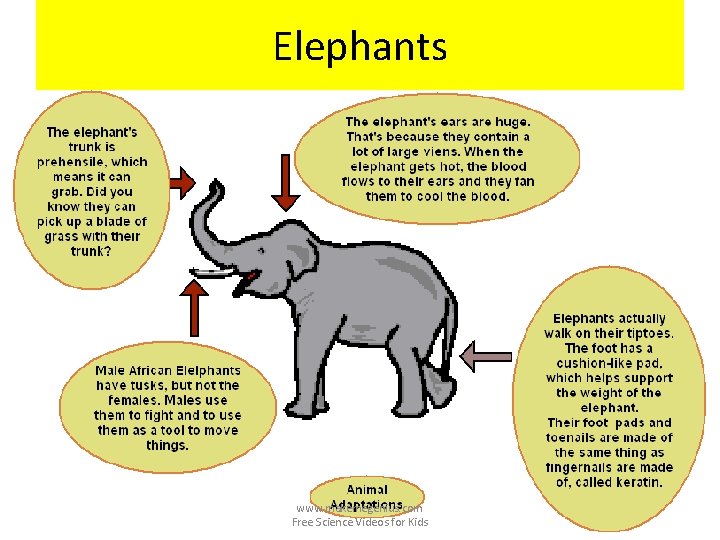 Animal Adaptations www makemegenius com Free Science Videos