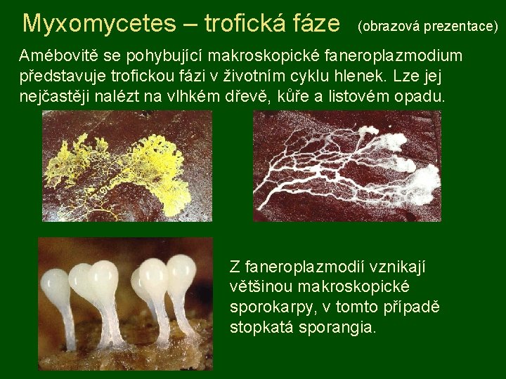 Pehled pozorovanch objekt E Amoebozoa dve Protozoa ODDLEN