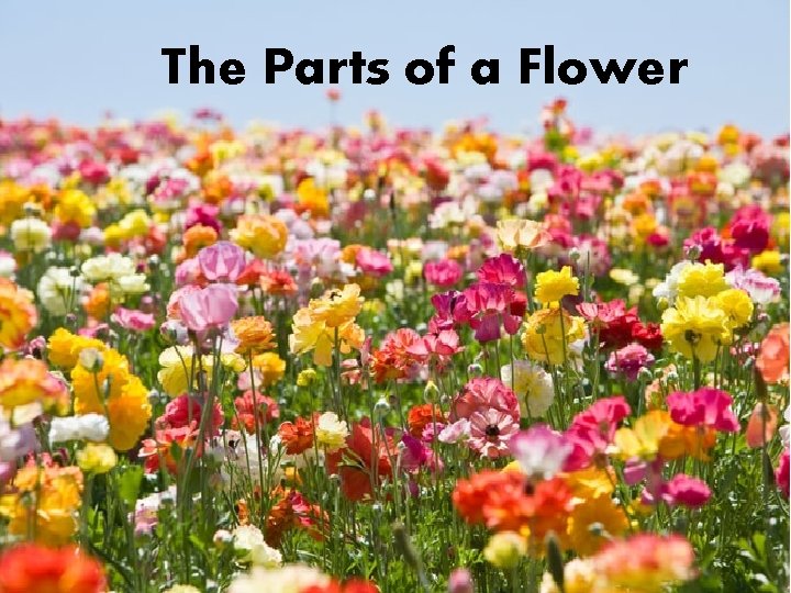 The Parts of a Flower Competency 1 Identify