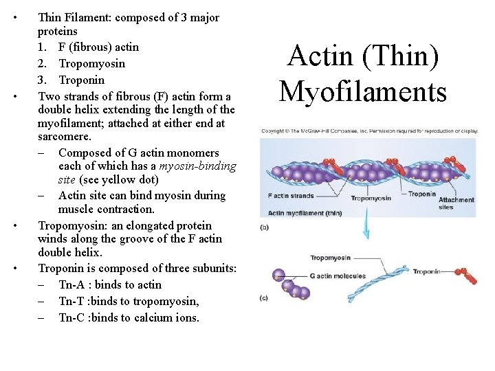 Skeletal Muscle Physiology Muscular System Functions Body movement