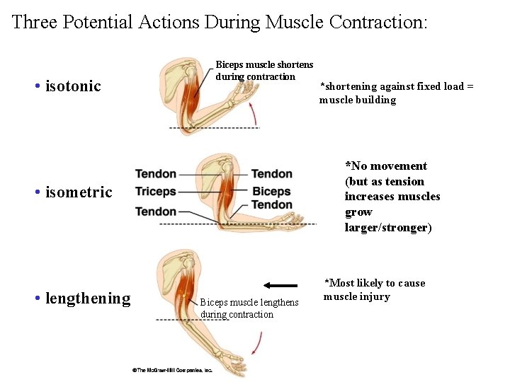 Skeletal Muscle Physiology Muscular System Functions Body movement