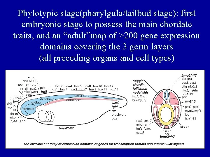 The Chordate phylum 6 vertebrate Phylum and 2
