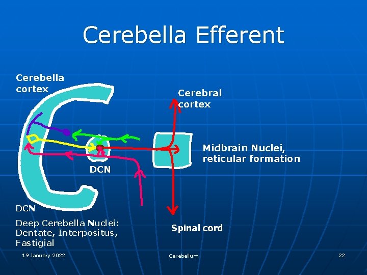 Cerebellum Functional Anatomy Functions Disorders 19 January 2022