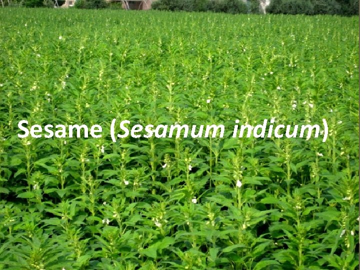 Sesame Sesamum indicum Introduction Common Name is Til