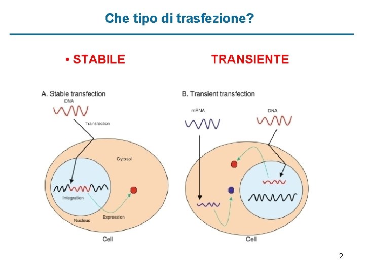 TRASFEZIONE GENICA Trasferimento di DNA esogeno in cellule