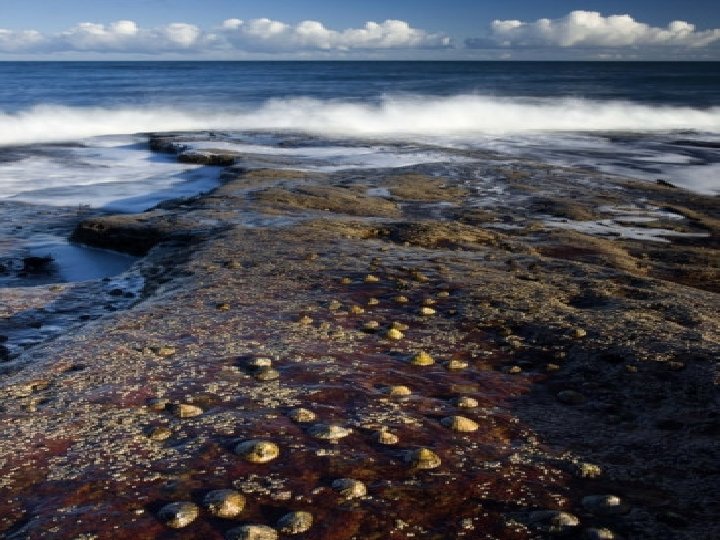 ROCKY SHORE BEACH BIOME Where are Rocky Shore