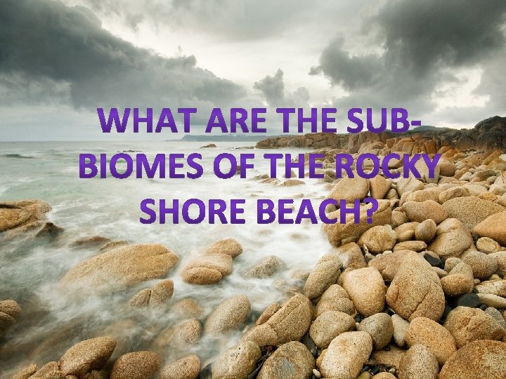 ROCKY SHORE BEACH BIOME Where are Rocky Shore