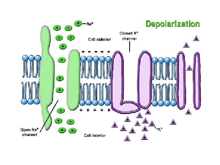 The Physiology of a Nerve Impulse Basic Facts
