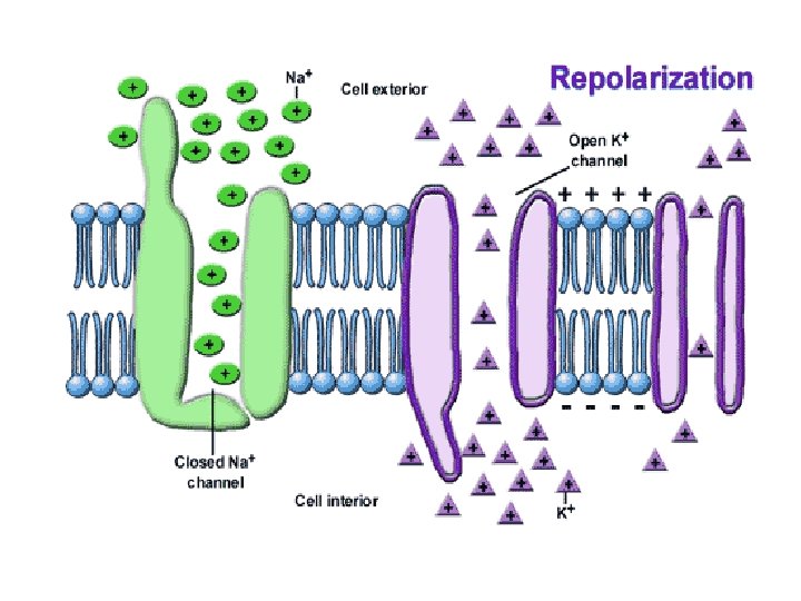 The Physiology of a Nerve Impulse Basic Facts
