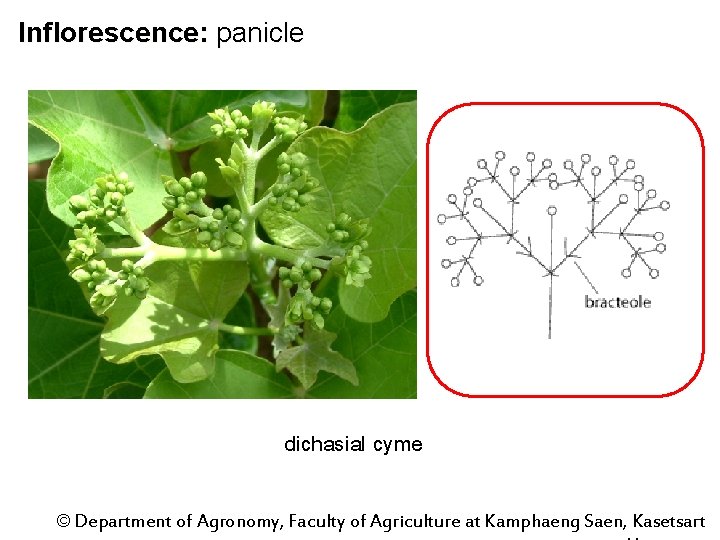 Physic nut Family Euphorbiaceae Genus Jatropha Species curcas