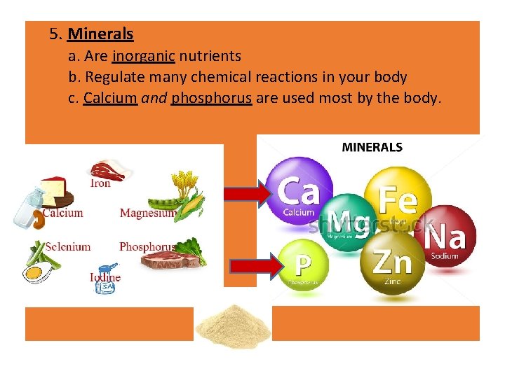 Ch 18 Nutrients and Digestion Human Anatomy Physiology