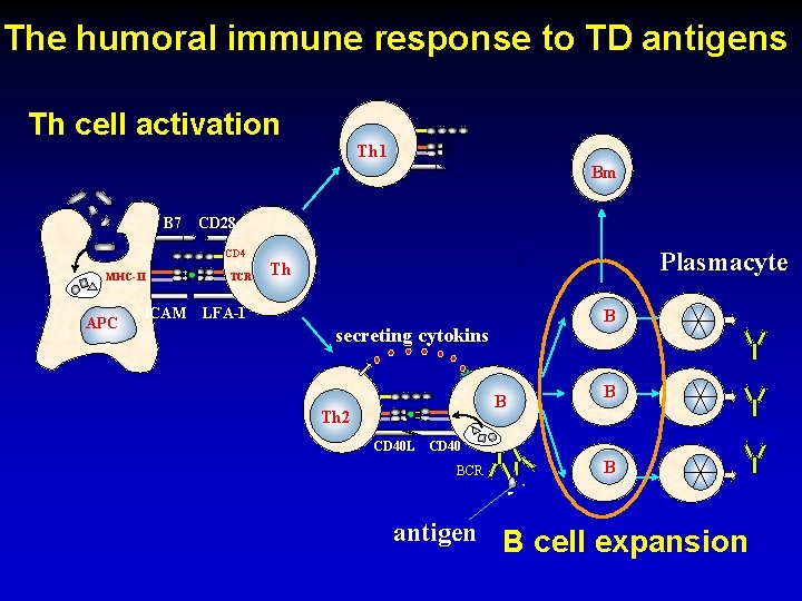 Section 17 B cell recognition and response of
