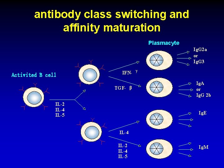 Section 17 B cell recognition and response of