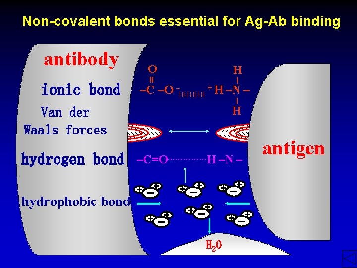 Section 17 B cell recognition and response of