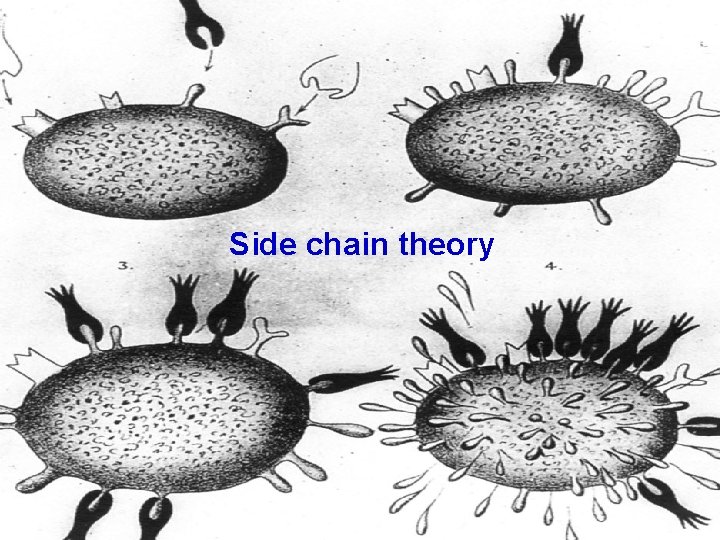 Section 17 B cell recognition and response of