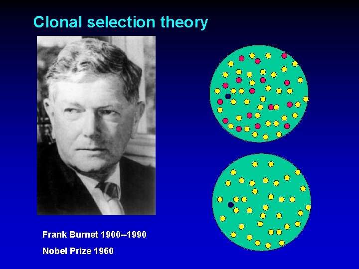 Section 17 B cell recognition and response of