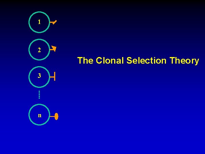 Section 17 B cell recognition and response of